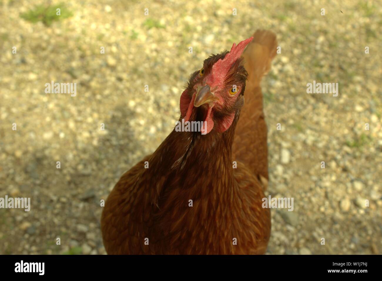Rhode island red hen Banque de photographies et d’images à haute ...