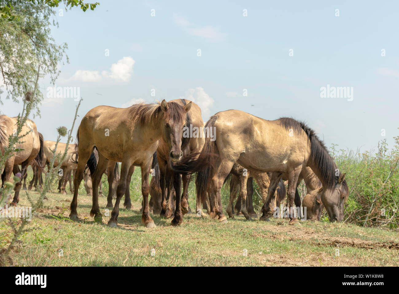 Polish konik Banque de photographies et d’images à haute résolution - Alamy