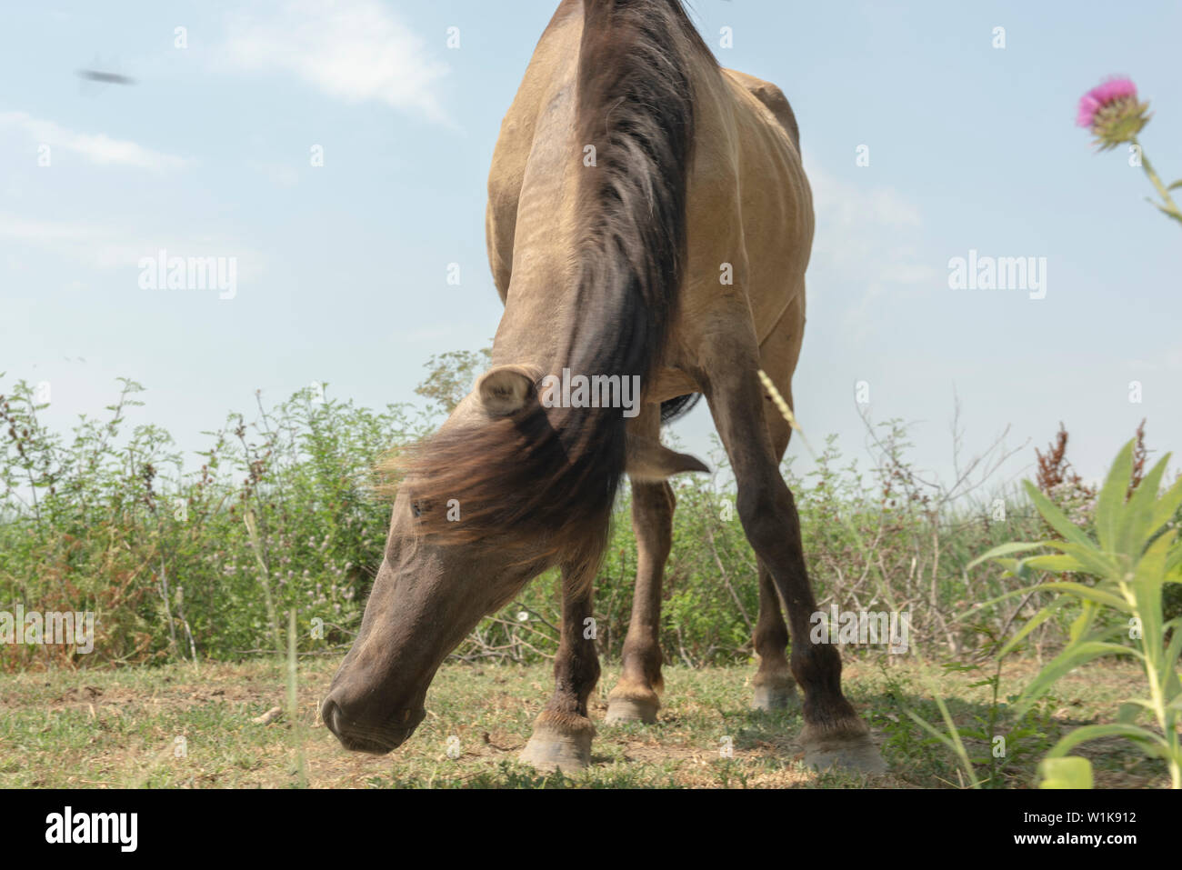 Wild Konik polonais ou cheval primitif (konik polski konik ou ...