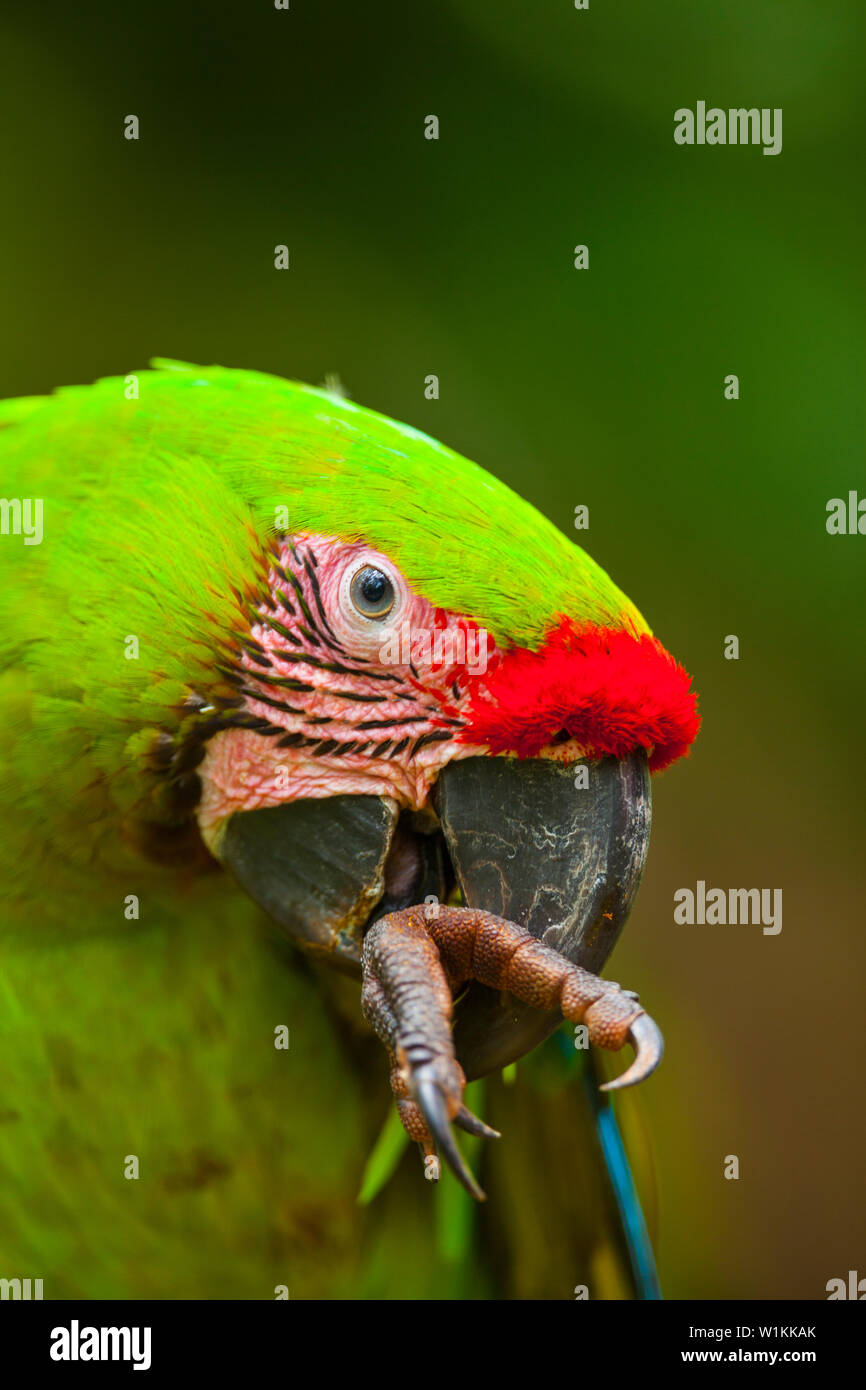 Grand ara vert guacamayo verde o lapa verde Banque de photographies et ...