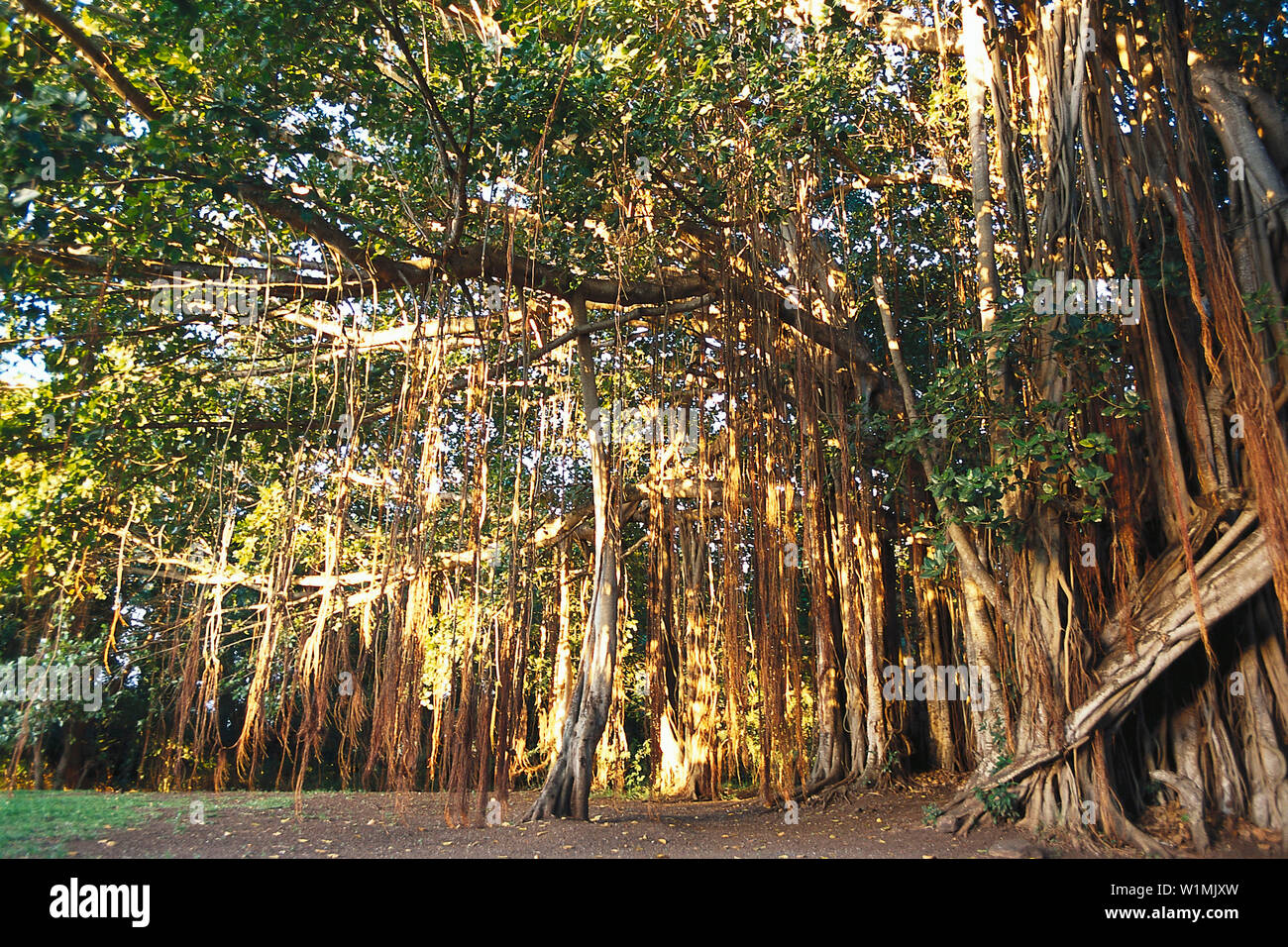 Banyan tree mauritius Banque de photographies et d’images à haute ...