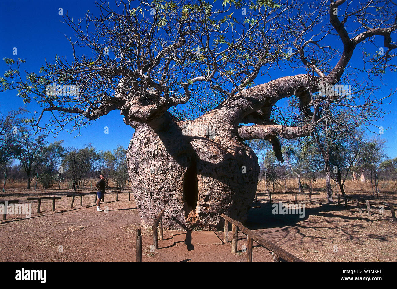 Arbre de la prison derby Banque de photographies et d’images à haute ...