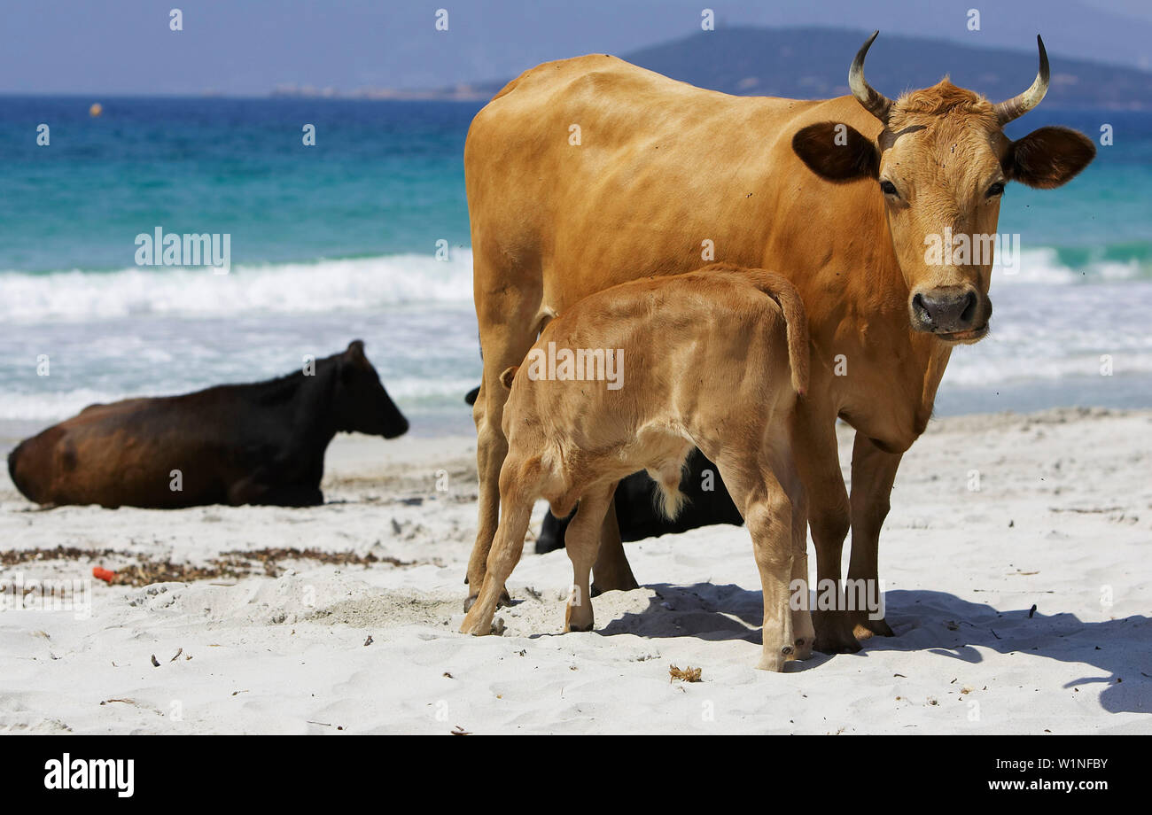 La plage typiquement corse vaches fermer à la plage de Porticcio ...