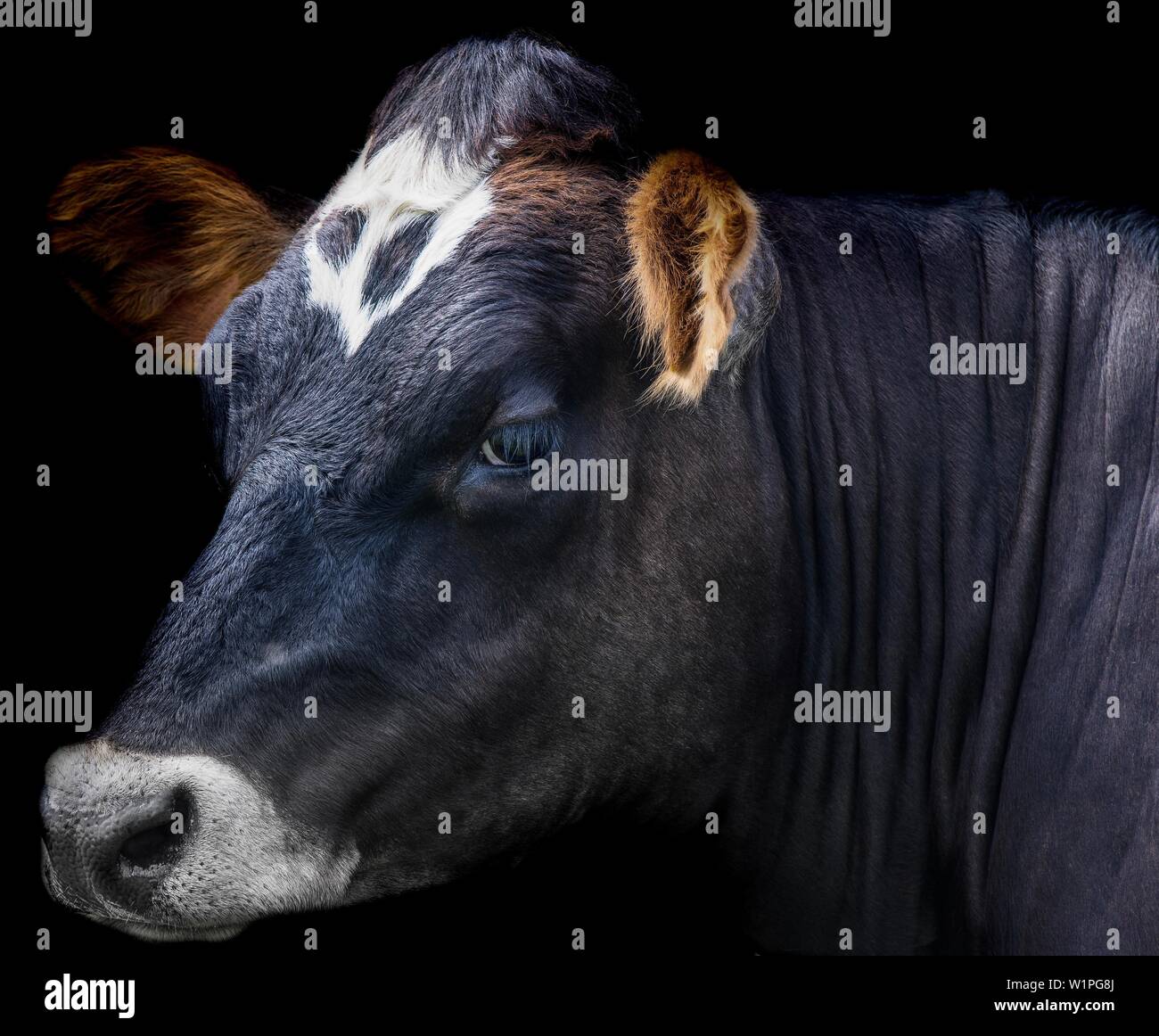 Visage de vache Banque de photographies et d’images à haute résolution ...