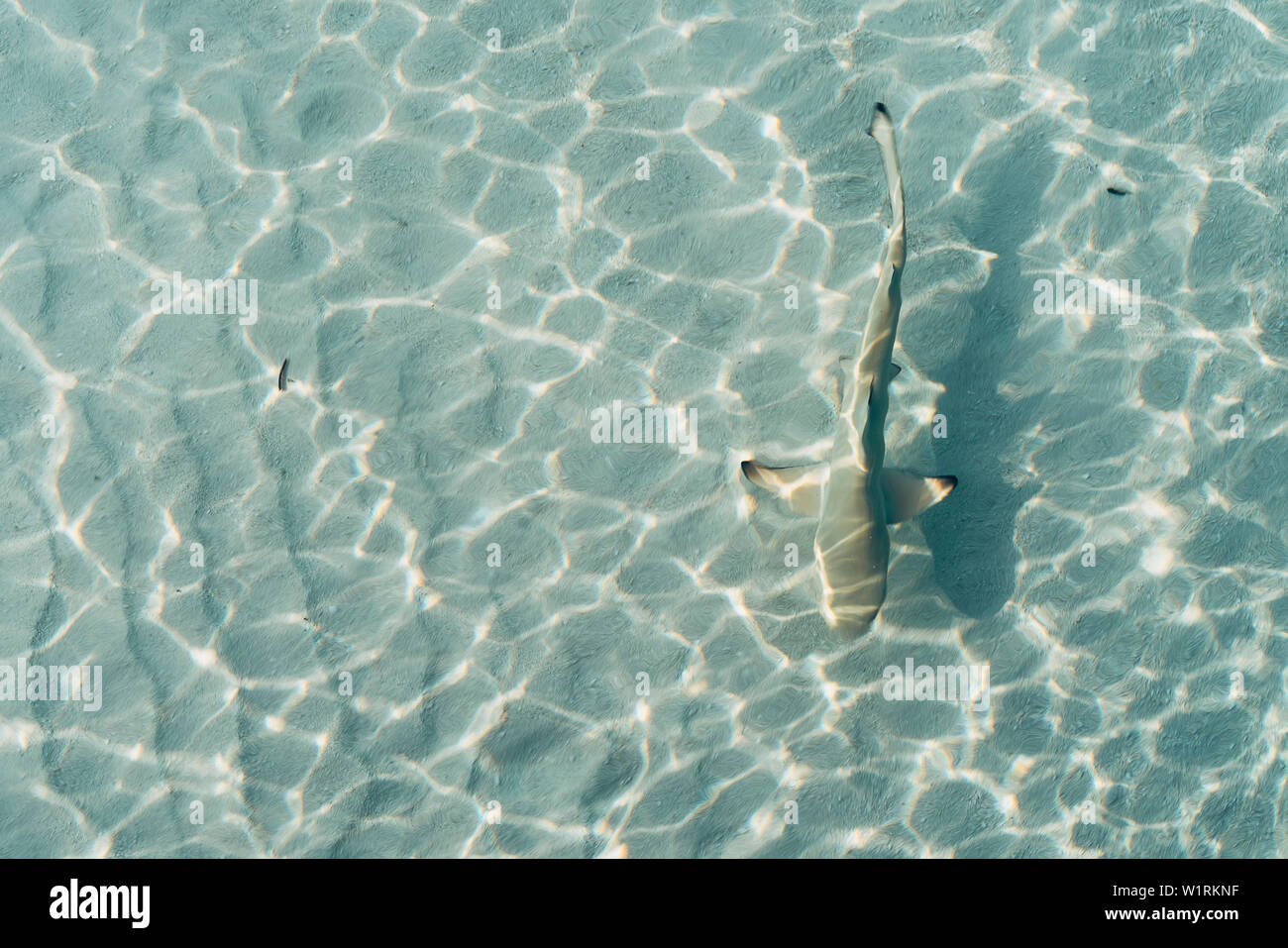 Baby shark Banque de photographies et d’images à haute résolution - Alamy