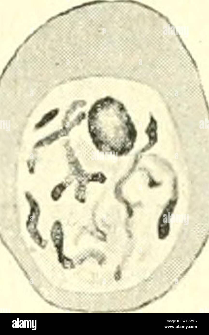 Germinal illustration Banque de photographies et d’images à haute ...