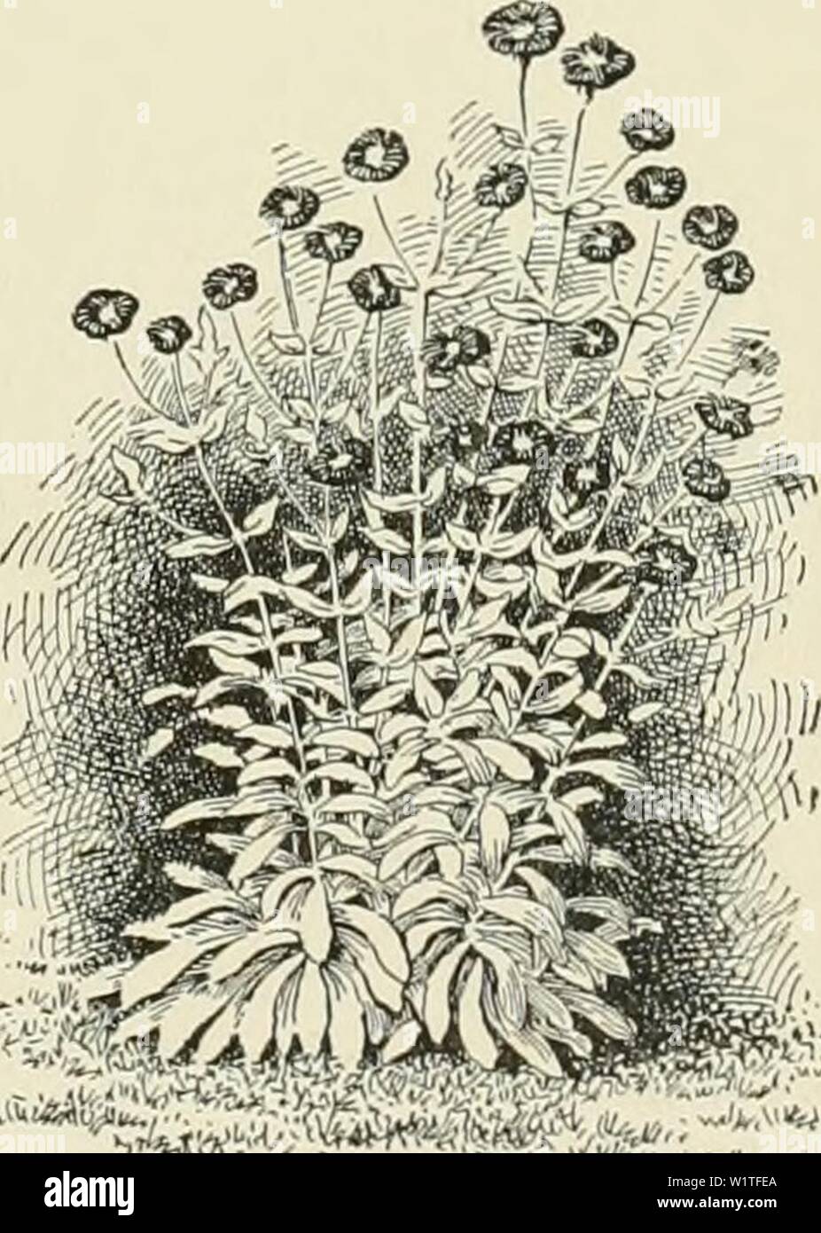 Fleurs en forme de calice Banque de photographies et d’images à haute ...