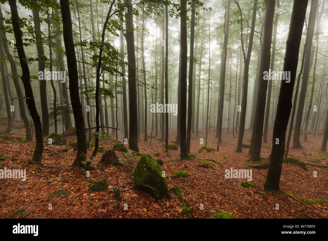 Dans le brouillard de la forêt le long du chemin de randonnée à Grosser ...