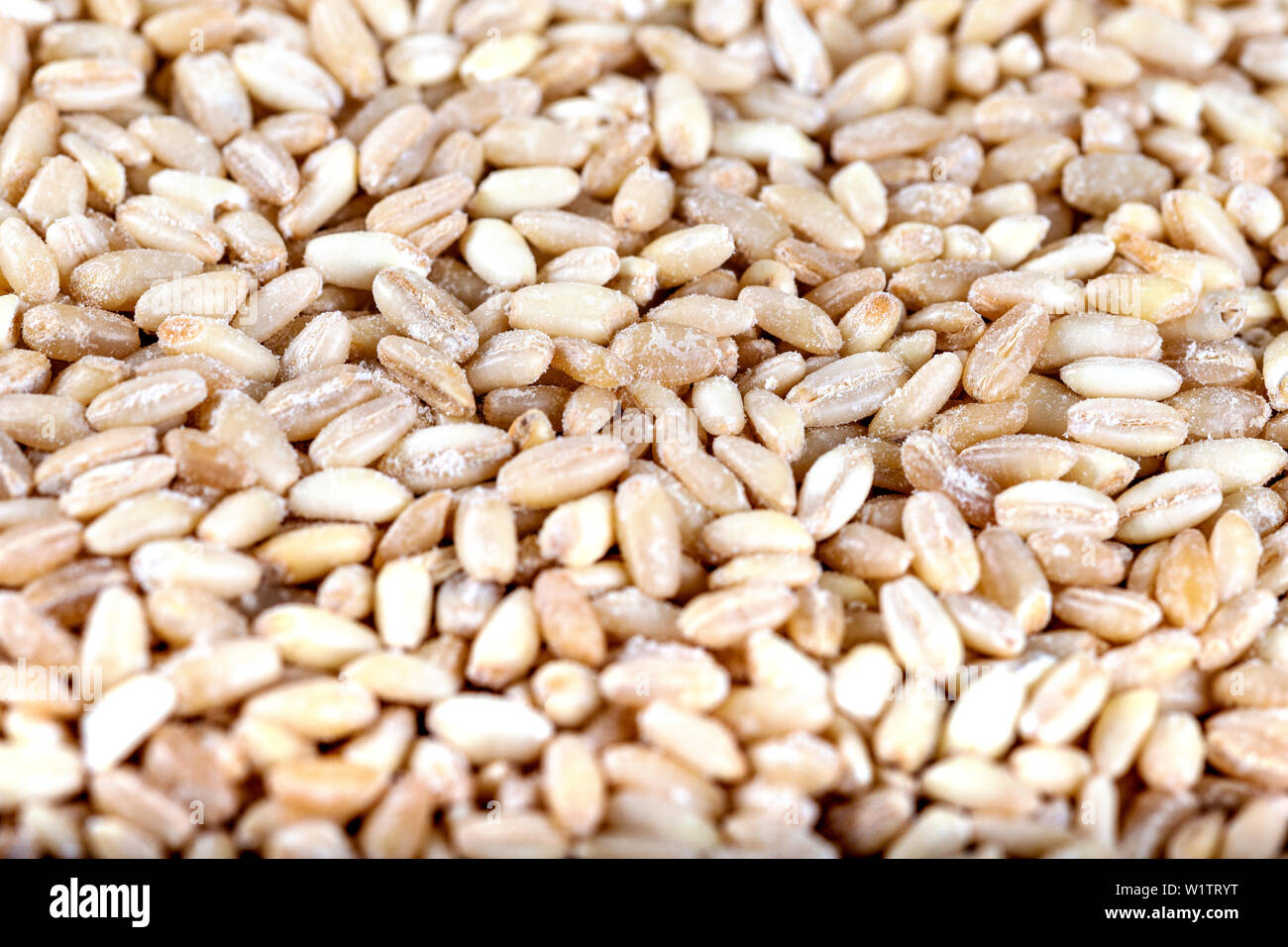 Grains blé dur fond blanc Banque de photographies et d’images à haute ...