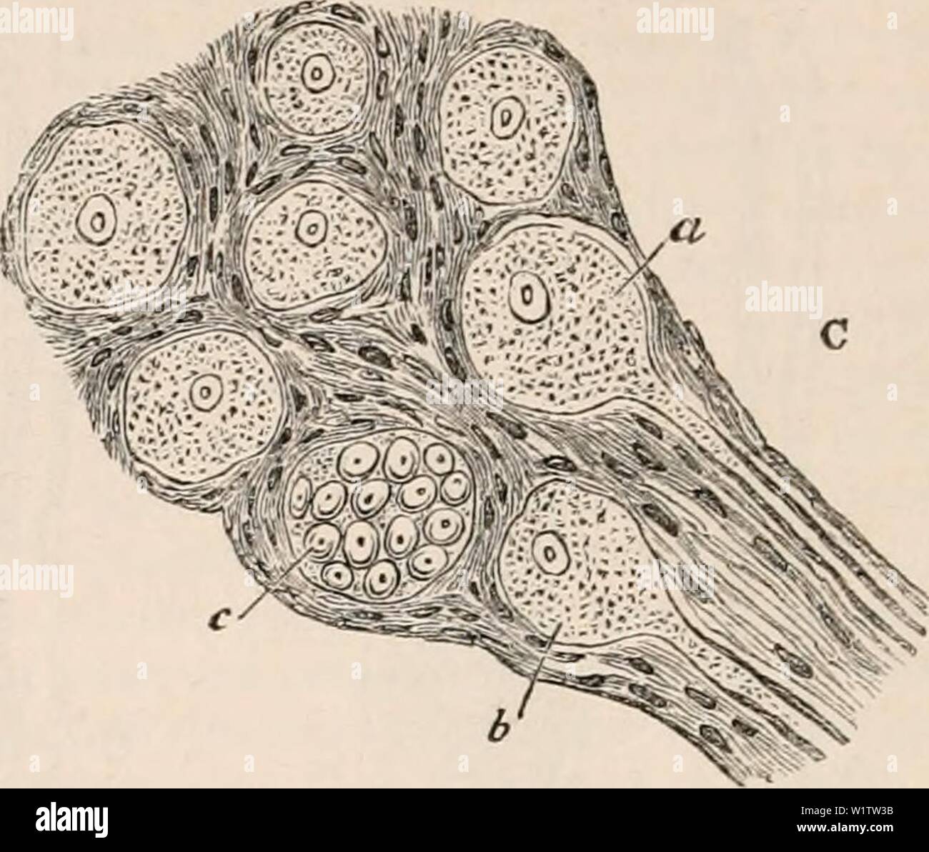 Image d'archive à partir de la page 513 de la cyclopaedia de l'anatomie ...
