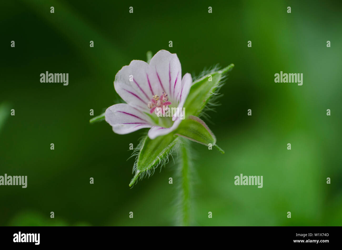 Geranium sibiricum Banque de photographies et d’images à haute ...