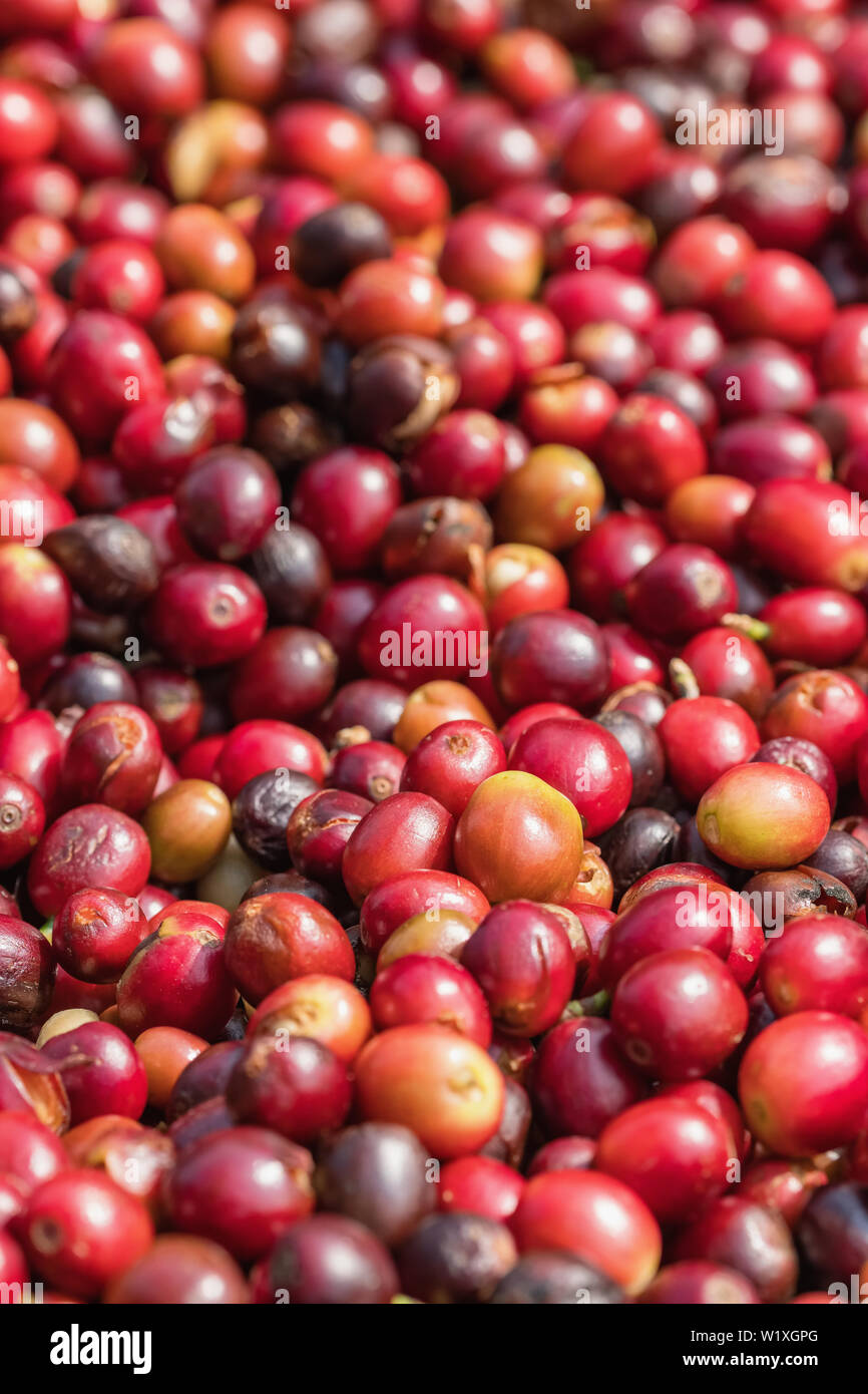 Red ripe coffee berries Banque de photographies et d’images à haute ...