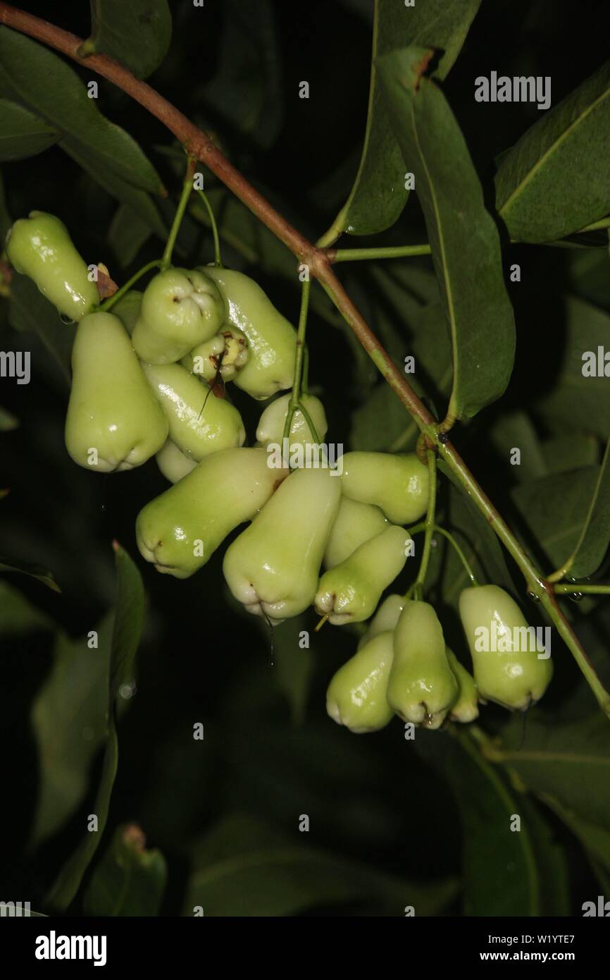 Pomme java Banque de photographies et d’images à haute résolution - Alamy