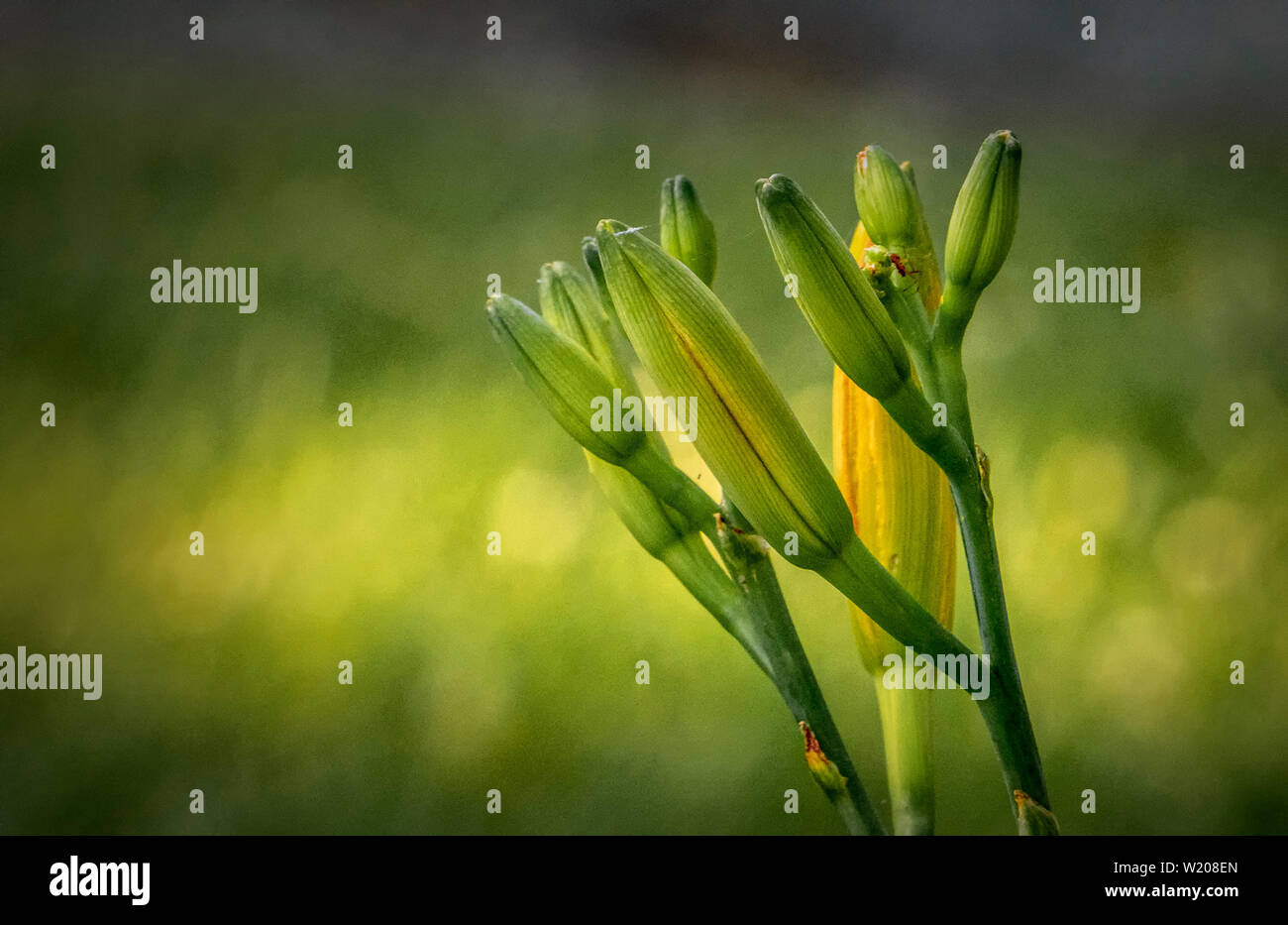 Teintes de vert Banque de photographies et d’images à haute résolution ...
