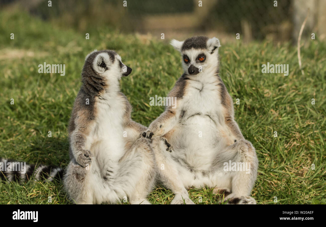 Lemur feet Banque de photographies et d’images à haute résolution - Alamy