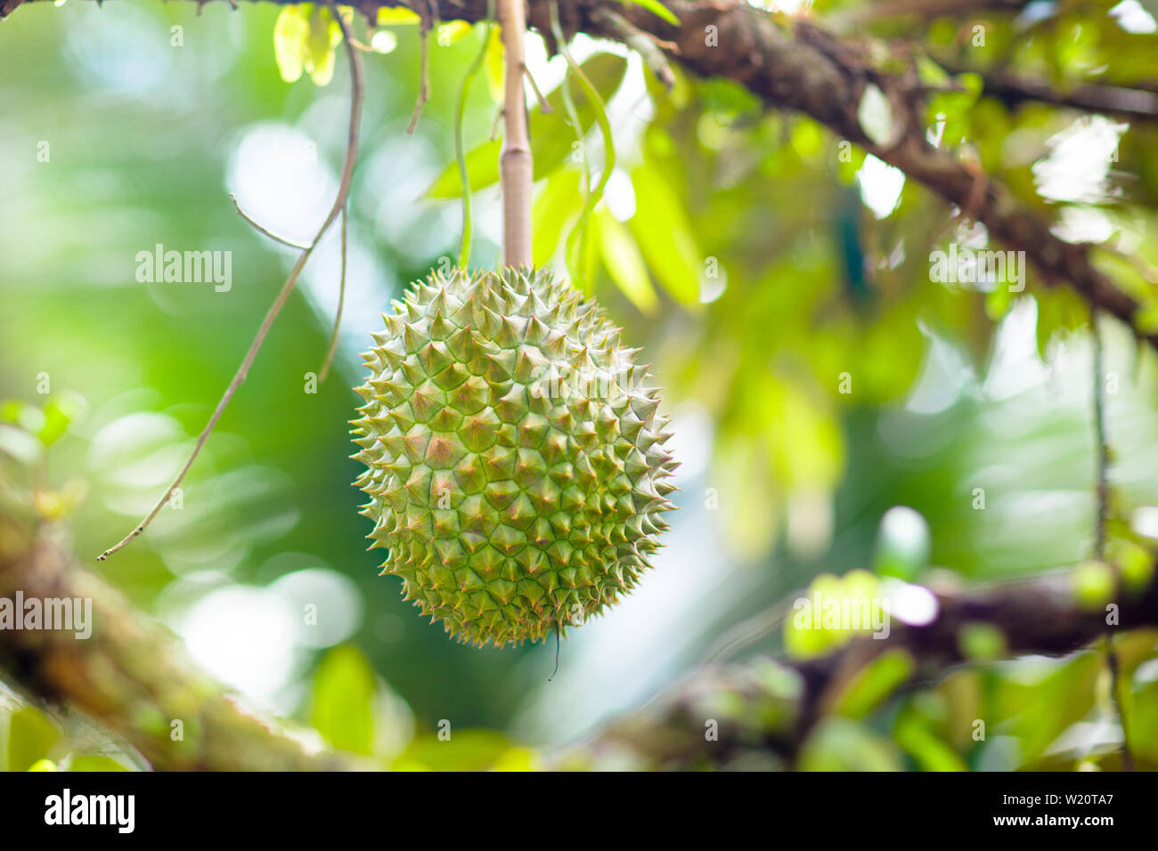 Arbre durian avec des fruits Banque de photographies et d’images à ...