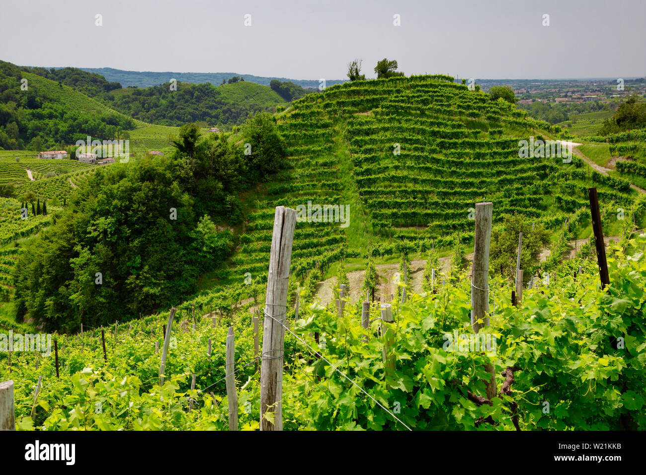 Les collines pittoresques de vignobles de la région, vin mousseux ...