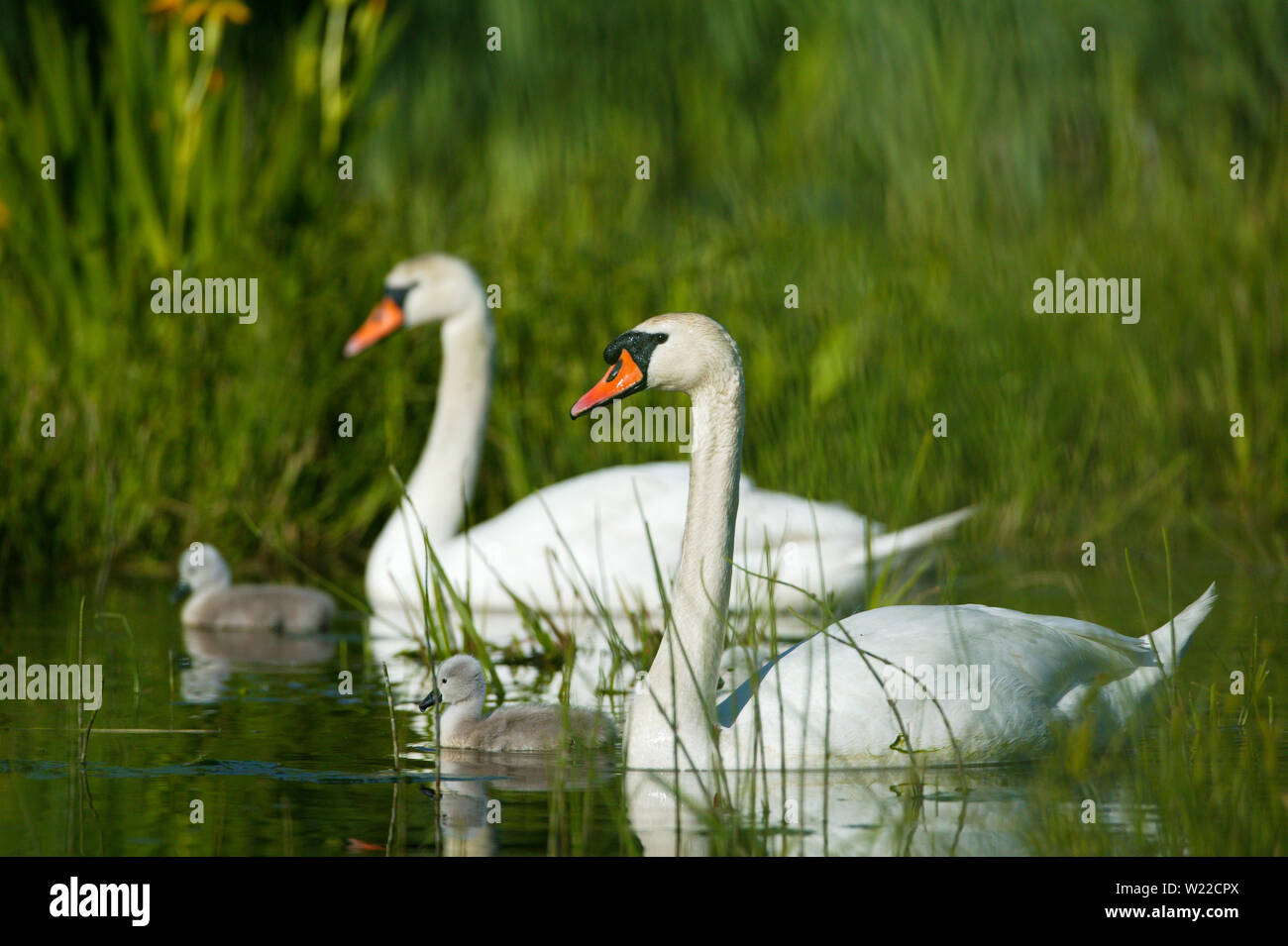 La famille cygne muet, Cygnus olor, dans le lac Vansjø en Østfold, Norvège. Vansjø est le plus ...