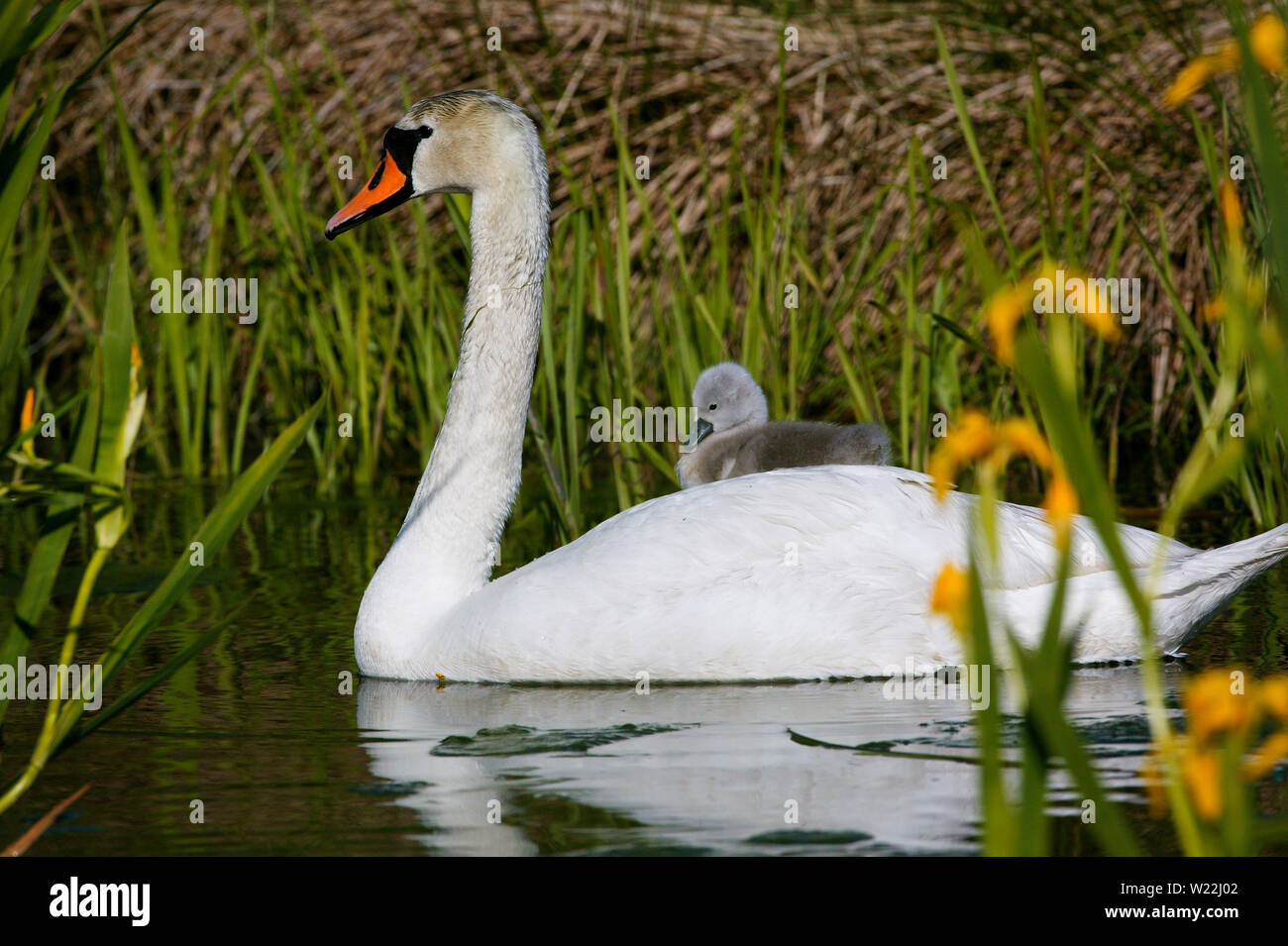 La famille cygne muet, Cygnus olor, dans le lac Vansjø en Østfold, Norvège. Vansjø est le plus ...