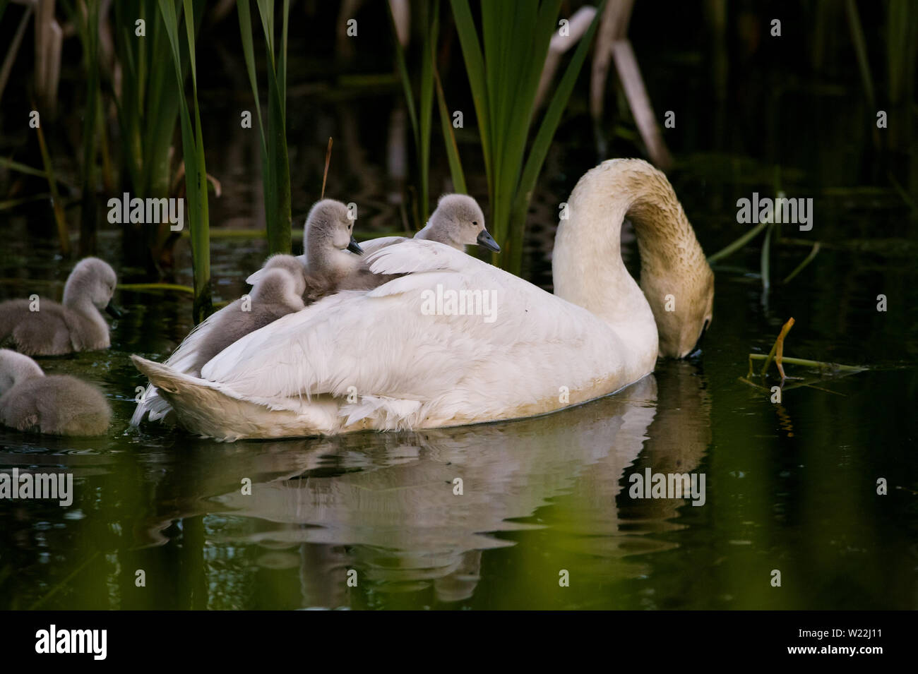 La famille cygne muet, Cygnus olor, dans le lac Vansjø en Østfold, Norvège. Vansjø est le plus ...