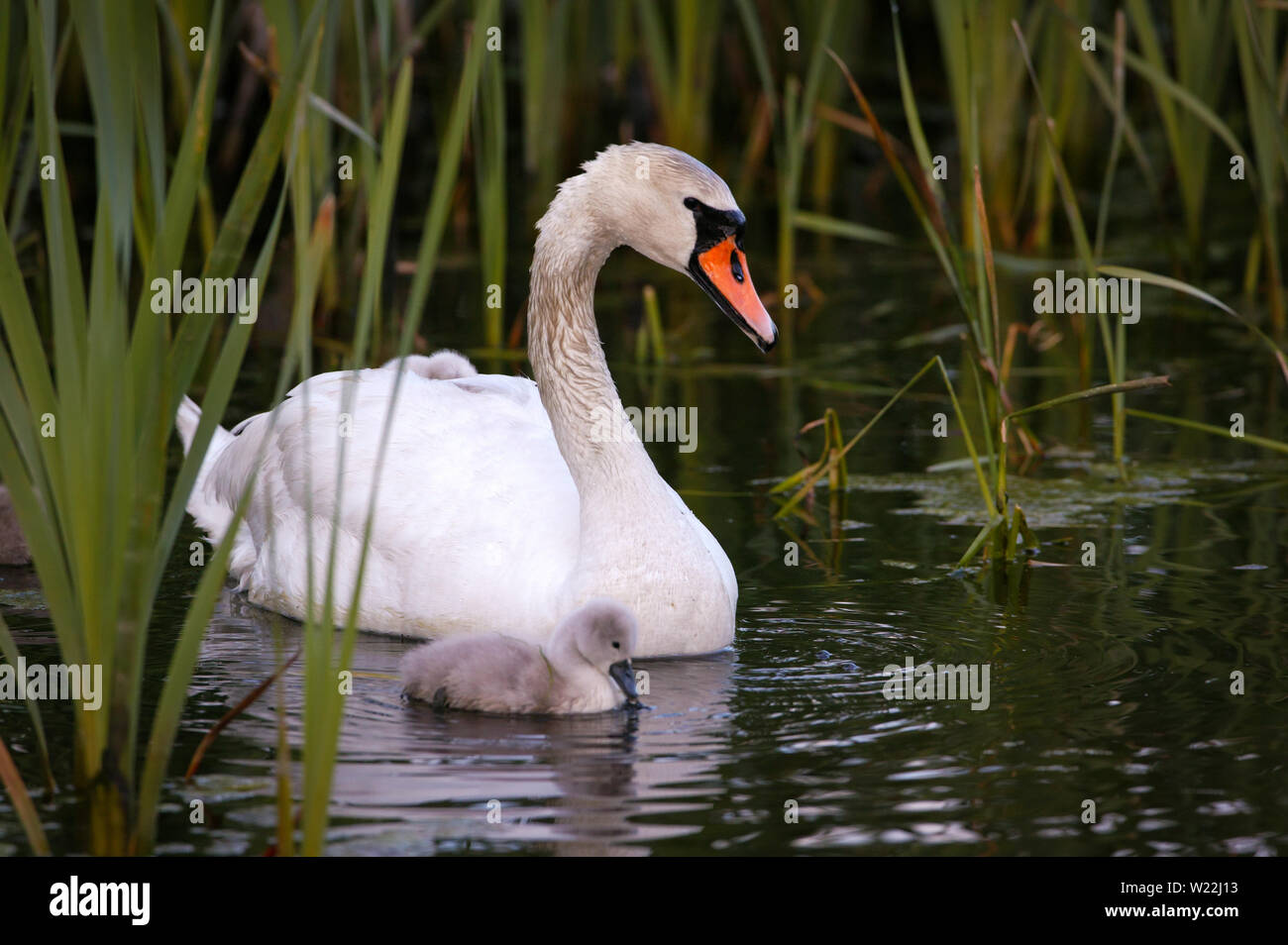 La famille cygne muet, Cygnus olor, dans le lac Vansjø en Østfold, Norvège. Vansjø est le plus ...