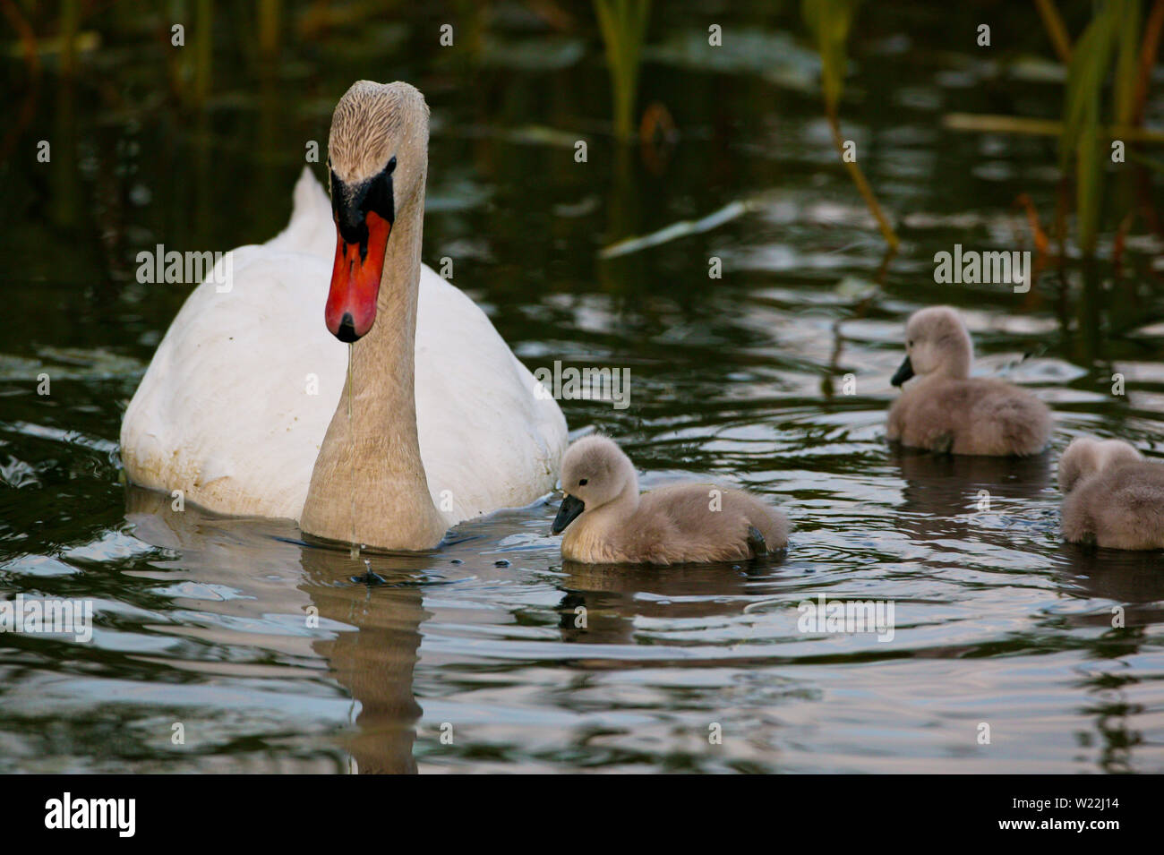 La famille cygne muet, Cygnus olor, dans le lac Vansjø en Østfold, Norvège. Vansjø est le plus ...