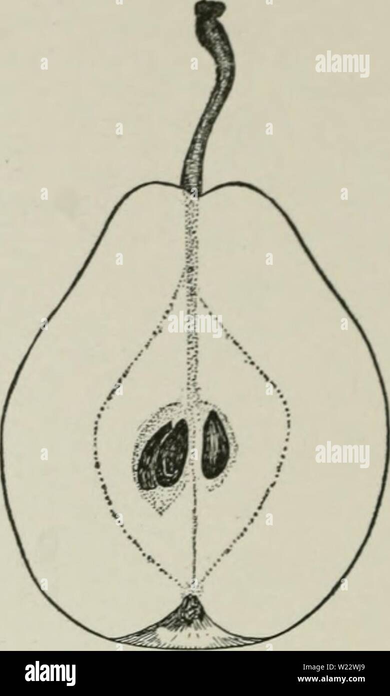 Pear guyot fruit Banque de photographies et d’images à haute résolution ...