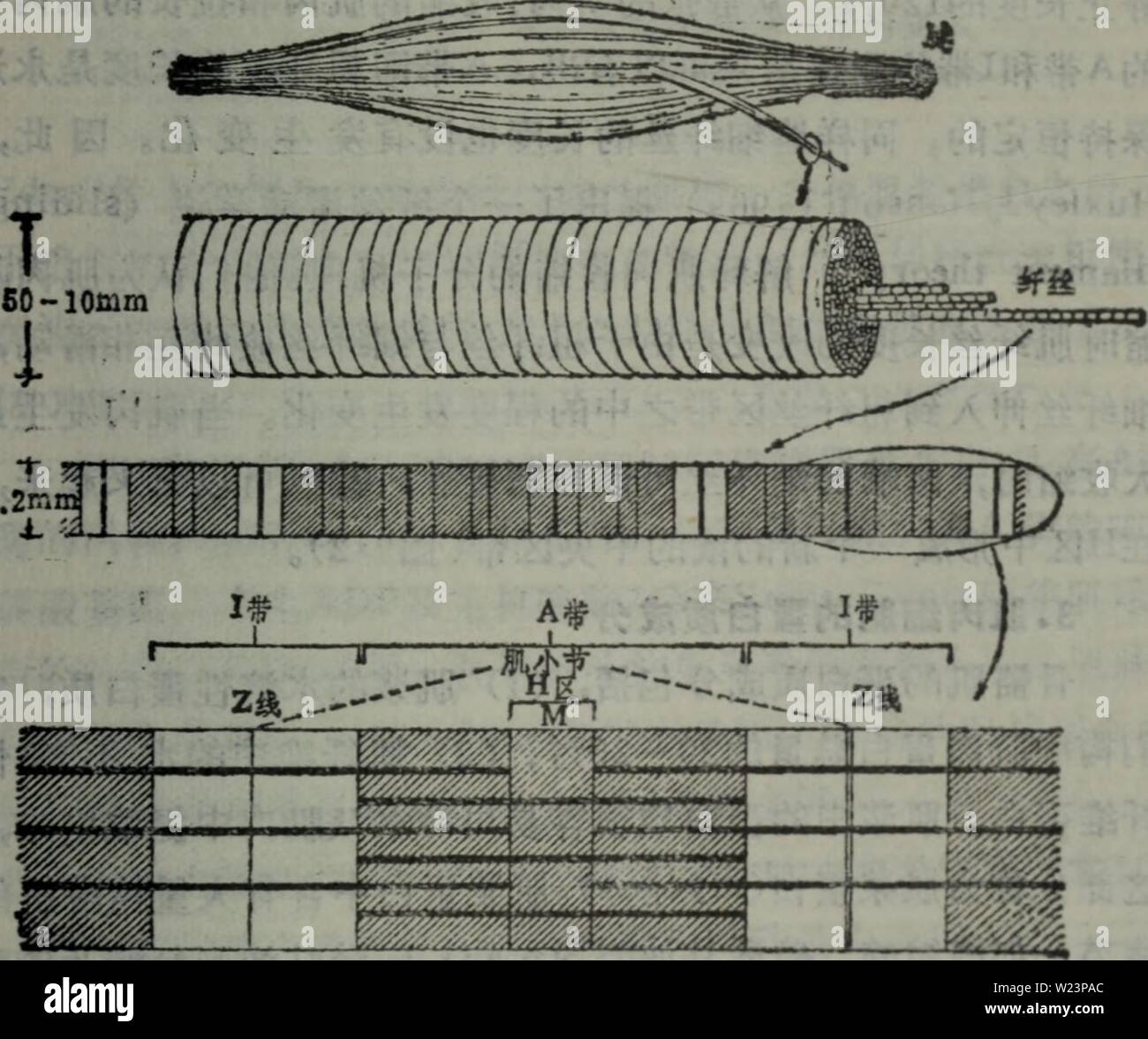 Filament fin Banque de photographies et d’images à haute résolution - Alamy