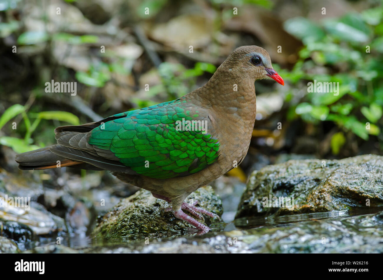 Pigeon vert Banque de photographies et d’images à haute résolution - Alamy