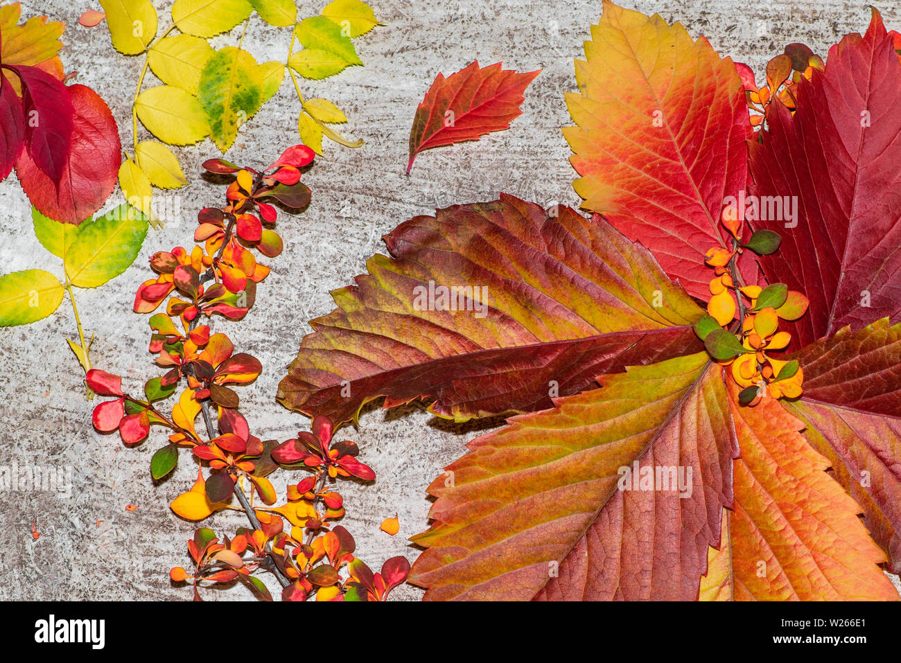 Les feuilles d'automne colorées sur un fond blanc. Arrière-plan de ...