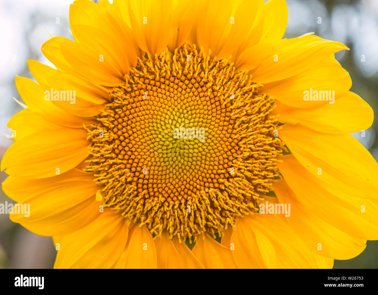 Grand capitule Banque de photographies et d’images à haute résolution ...