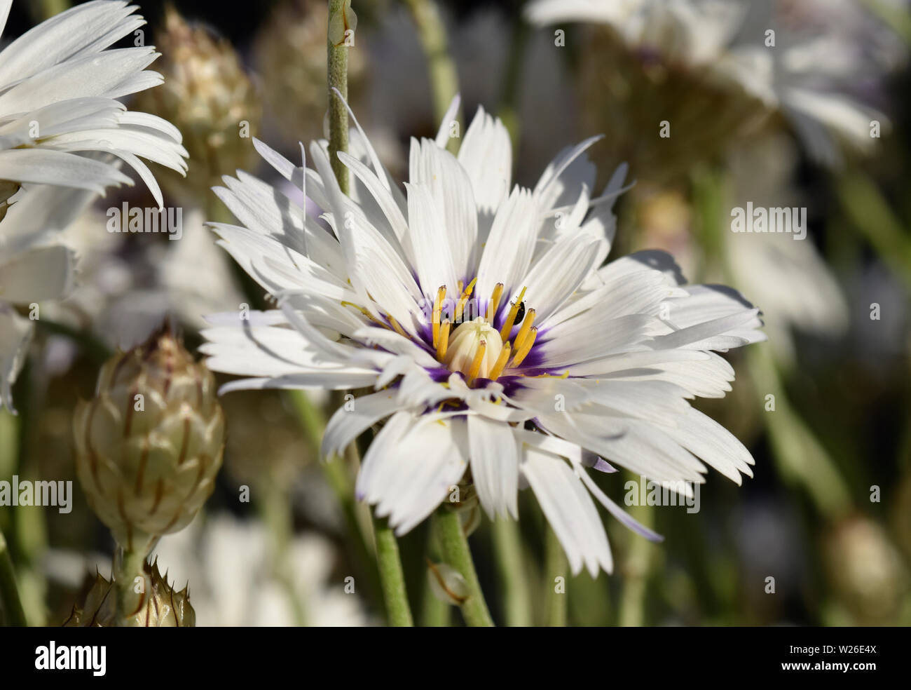 Catananche caerulea Banque de photographies et d’images à haute ...