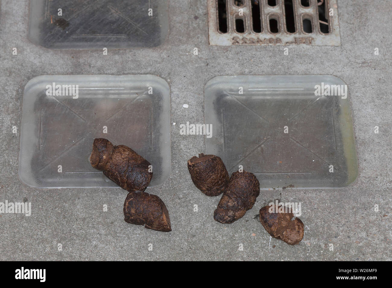 Crottes de chiens Banque de photographies et d’images à haute ...