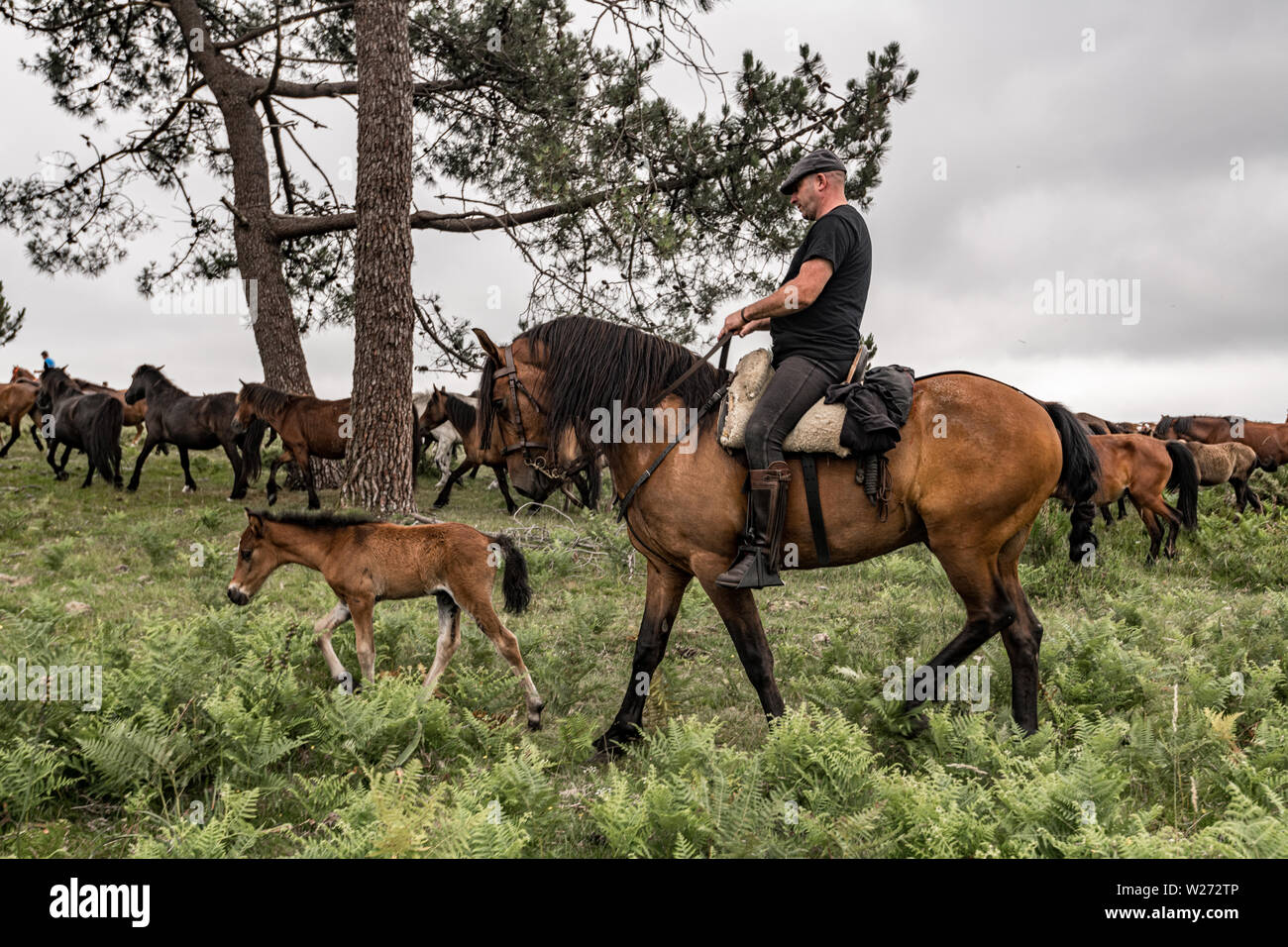 Festival de rapa das bestas Banque de photographies et d’images à haute ...