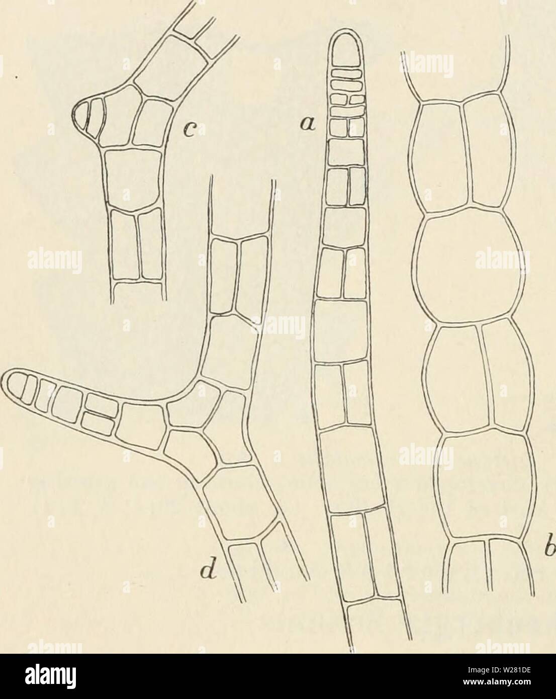 Segment apical Banque de photographies et d’images à haute résolution ...