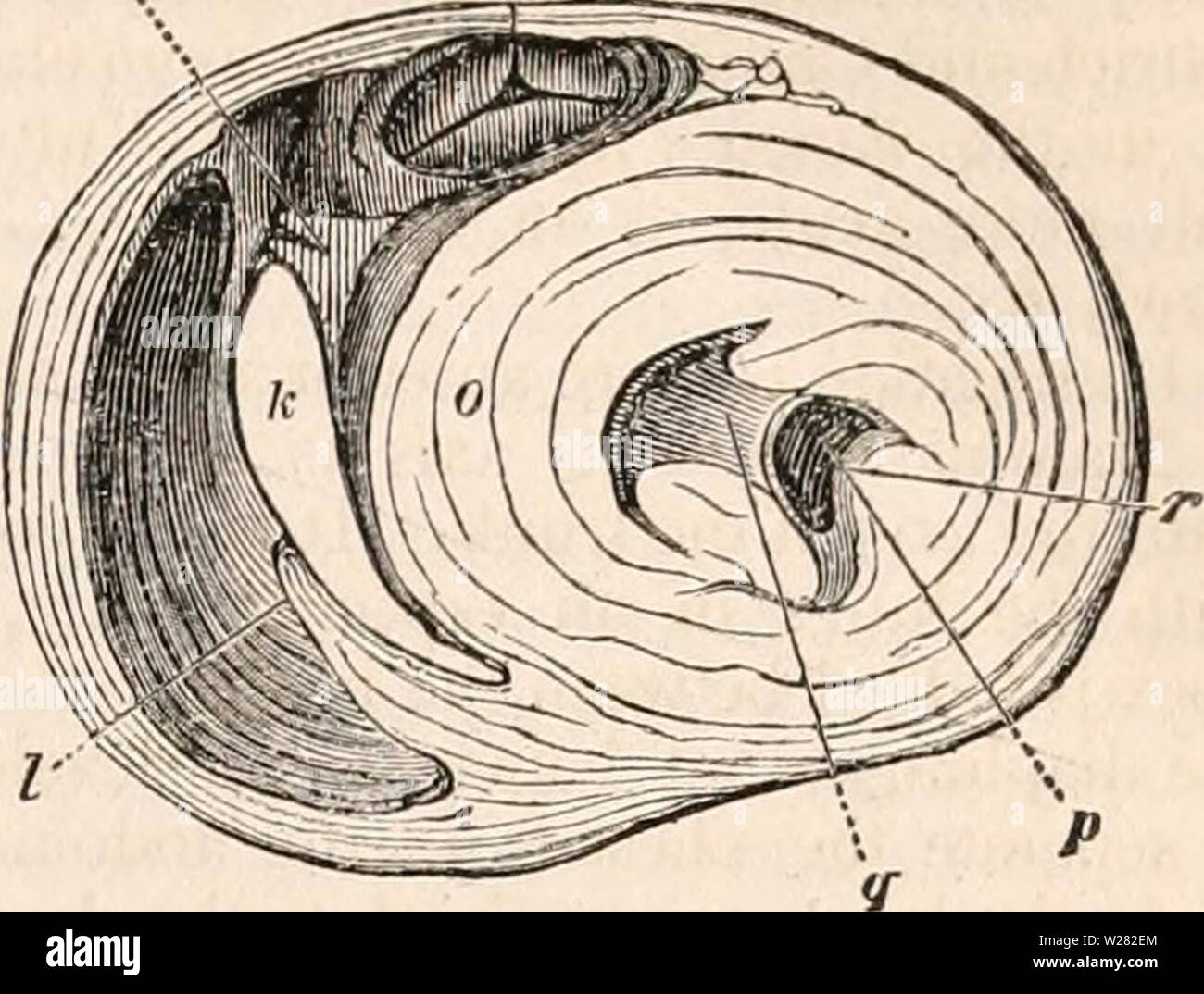 Anatomie des ventricules Banque de photographies et d’images à haute ...