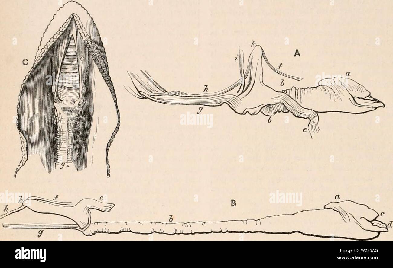 Les muscles de la gorge Banque de photographies et d’images à haute ...