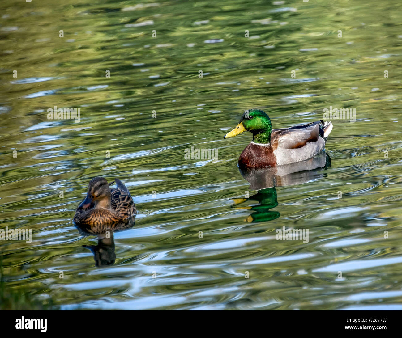 Couple de canards colvert Banque de photographies et d’images à haute ...