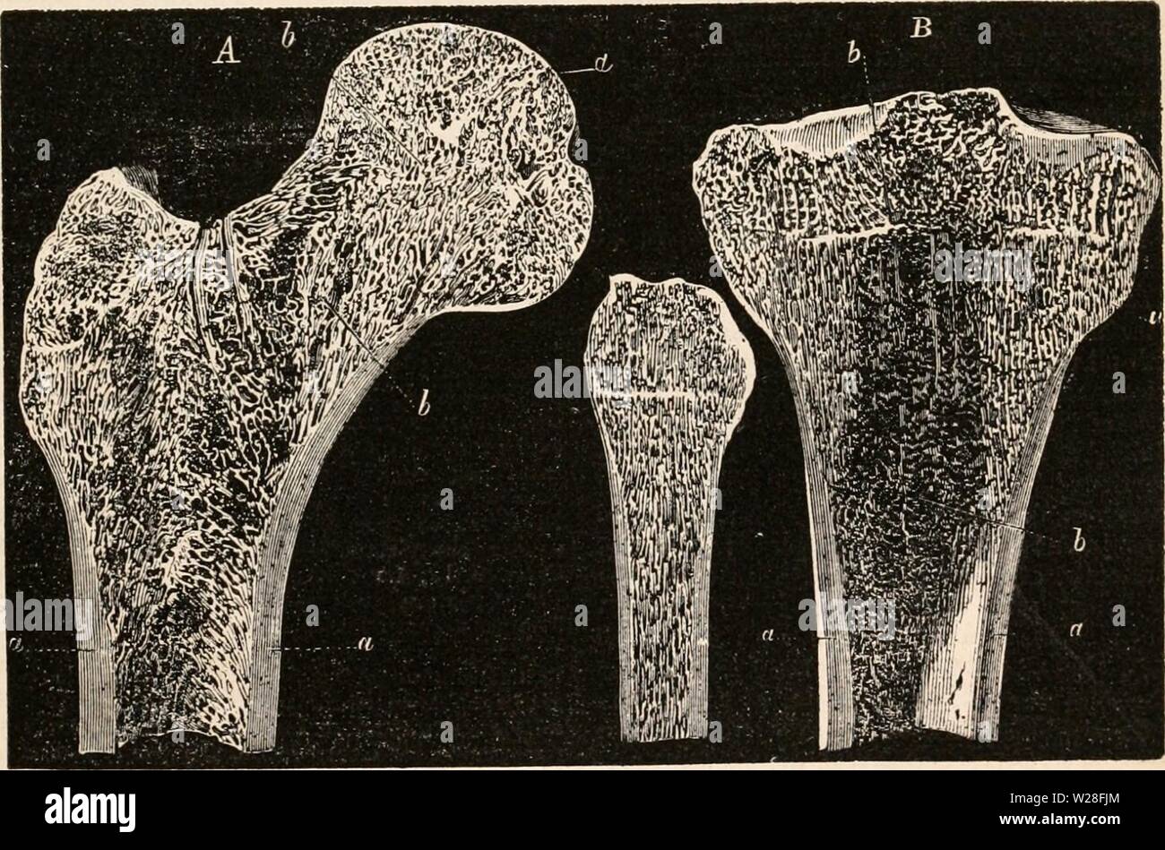 Physiologie du os long Banque de photographies et d’images à haute ...