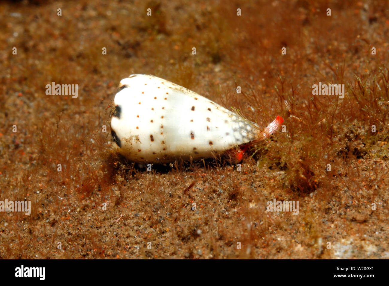 Venomous cone shell Banque de photographies et d’images à haute ...