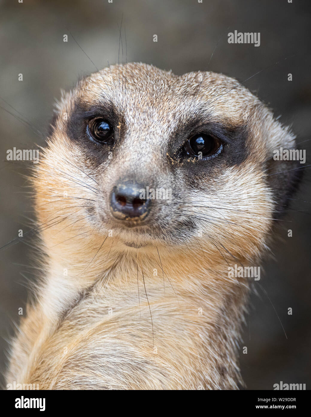 Meerkat colony Banque de photographies et d’images à haute résolution ...