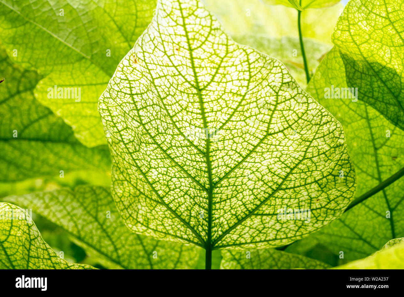Feuilles vert clair Banque de photographies et d’images à haute ...