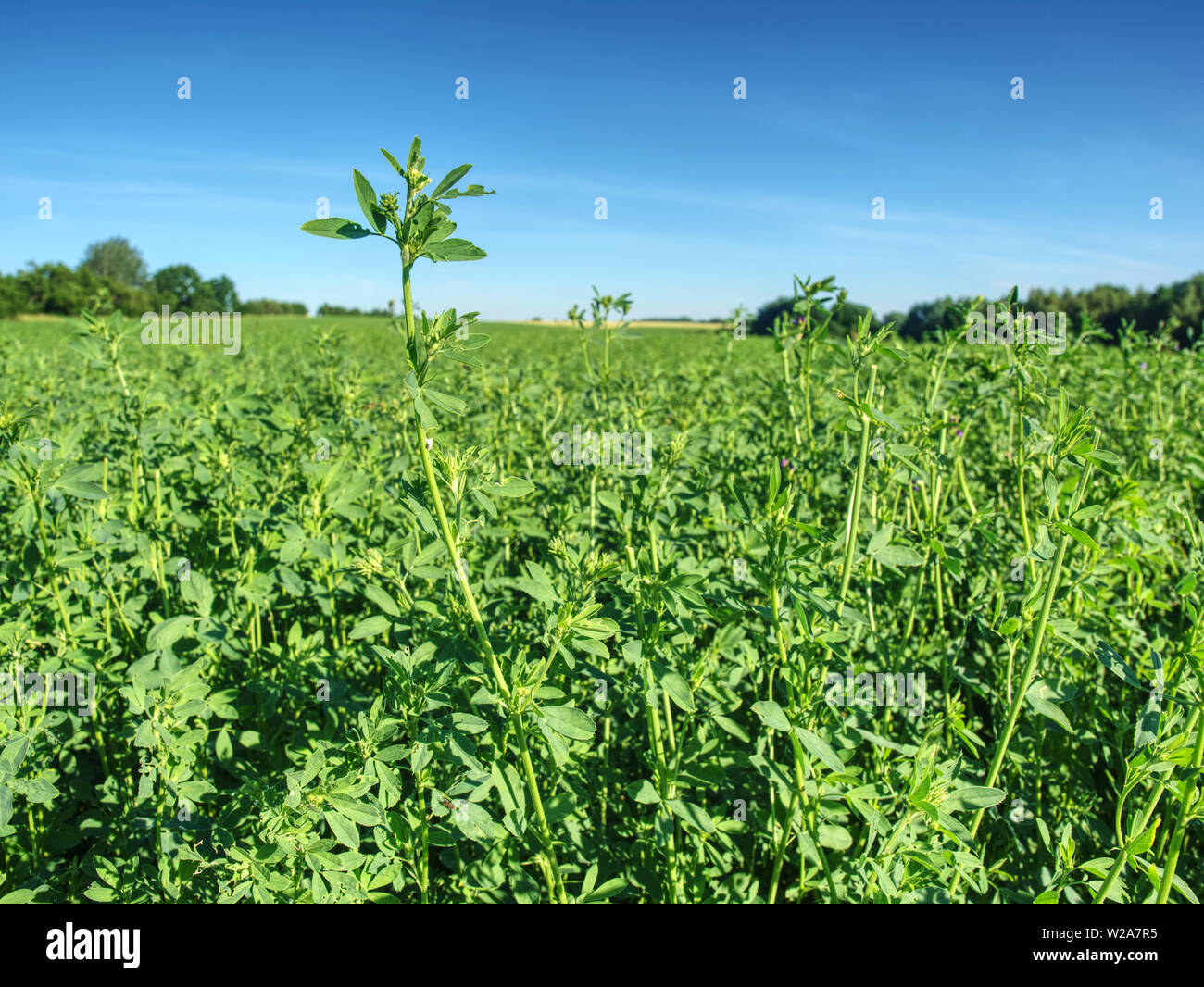 Champ de luzerne en détail du processus de croissance. Domaine de la ...