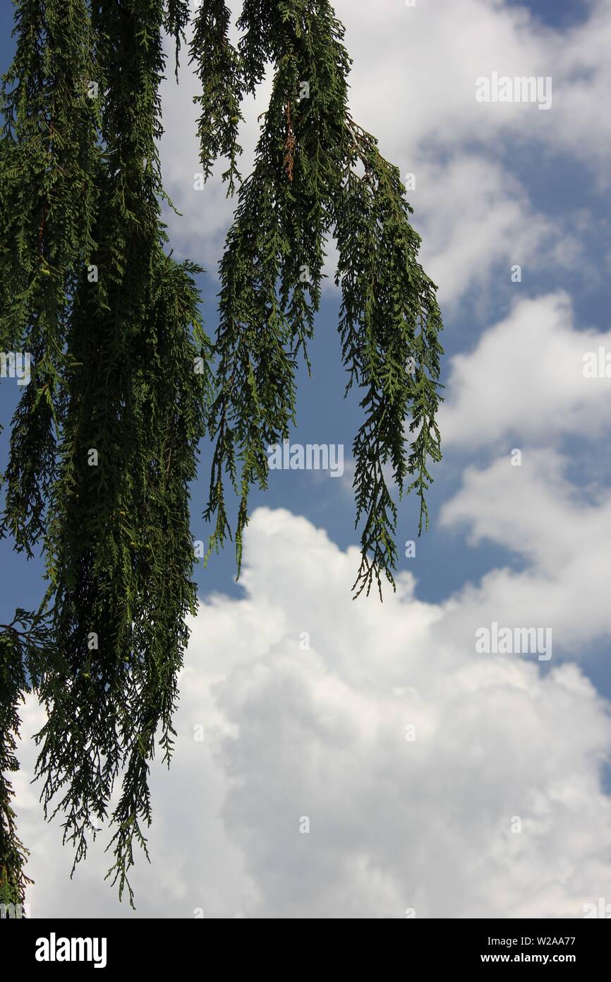 Cèdre jaune d'alaska Banque de photographies et d’images à haute ...