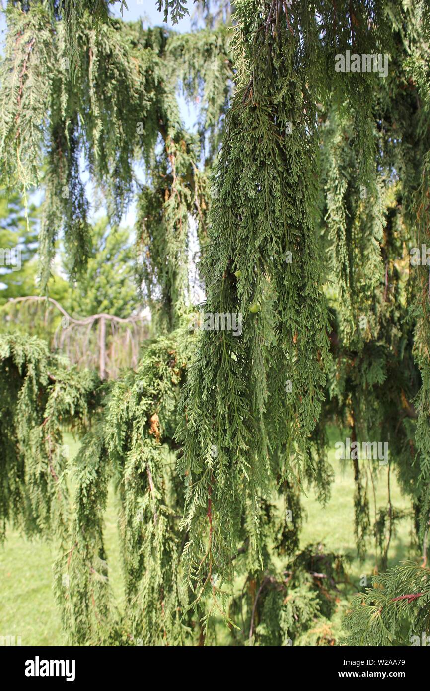 Cèdre jaune d'alaska Banque de photographies et d’images à haute ...