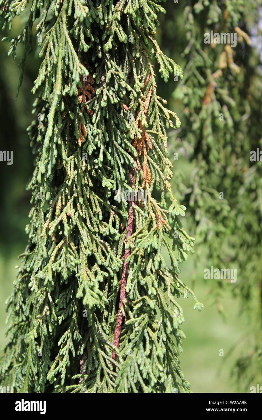 Cèdre pleureur, Alaska Alaska cyprès de Nootka, cyprès, cèdre, Nootka ...