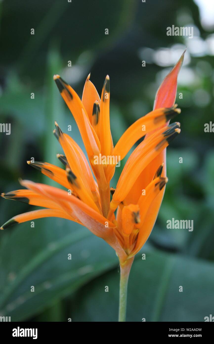 Belle, Ἑλικώνιος helikonia orange, helikṓnios, heliconia, homard ...