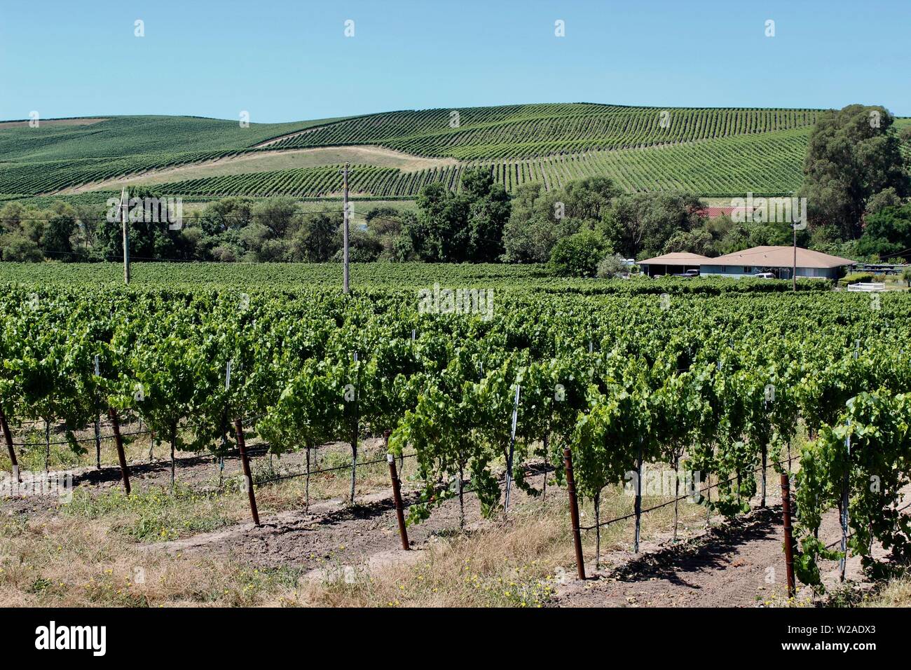Los carneros Banque de photographies et d’images à haute résolution - Alamy