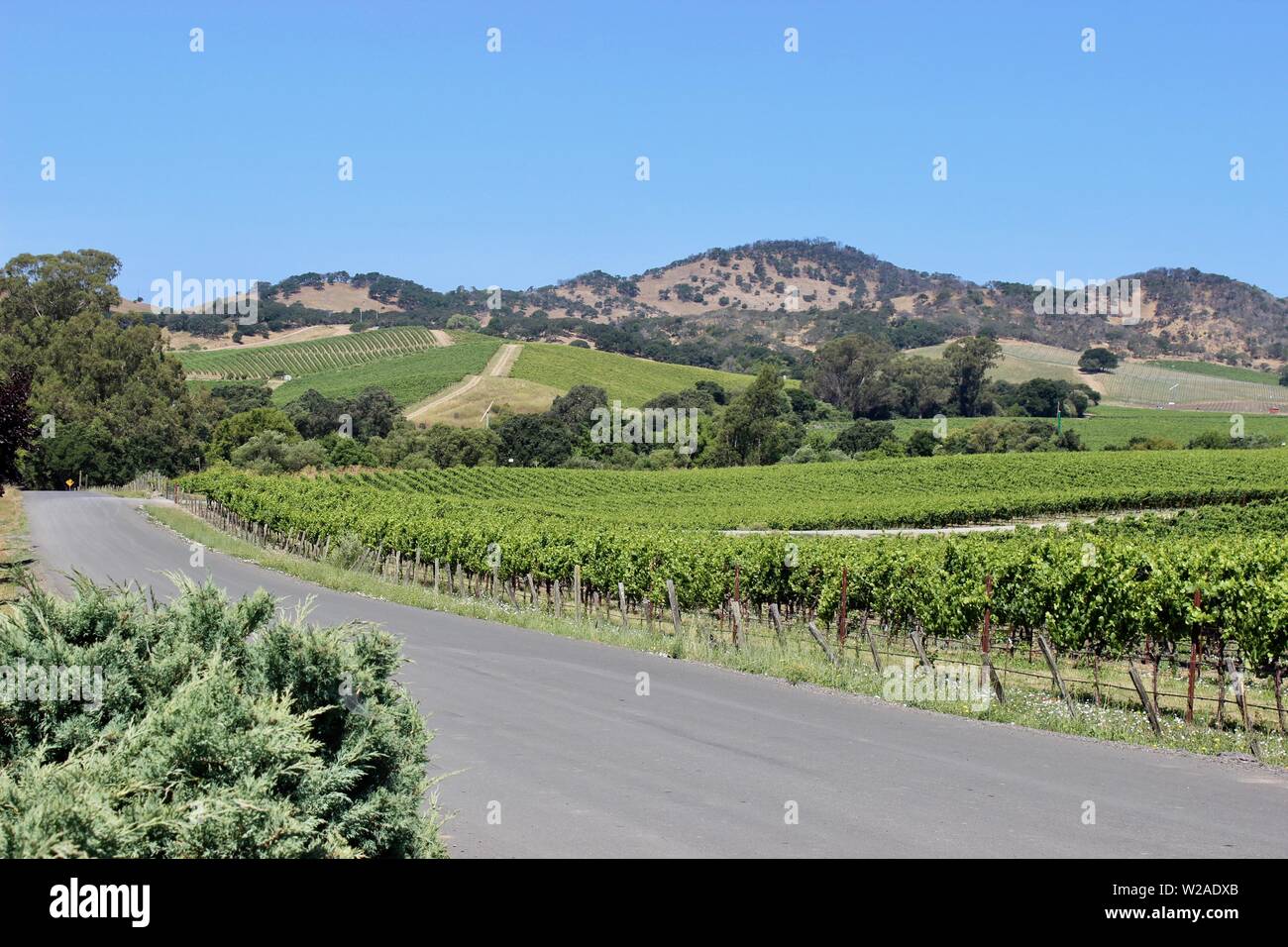 Los carneros Banque de photographies et d’images à haute résolution - Alamy