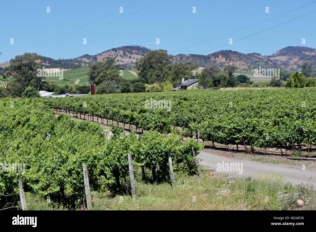 Los carneros Banque de photographies et d’images à haute résolution - Alamy